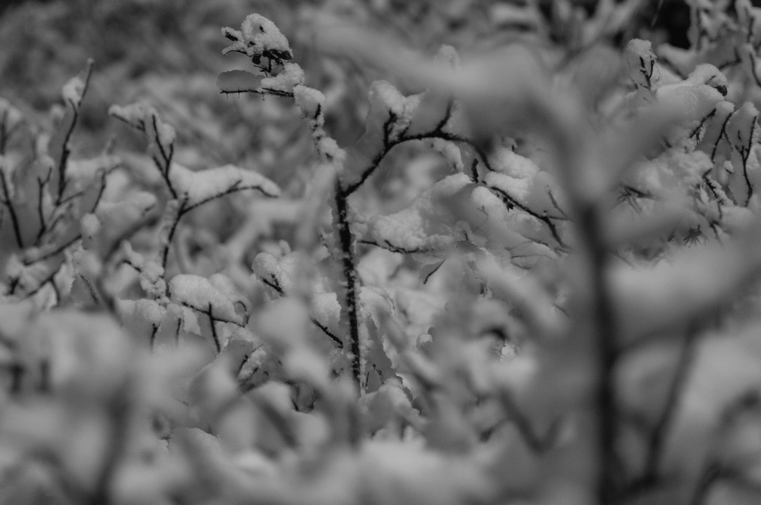 Winter evening in Toruń | Anna Rusiłko
