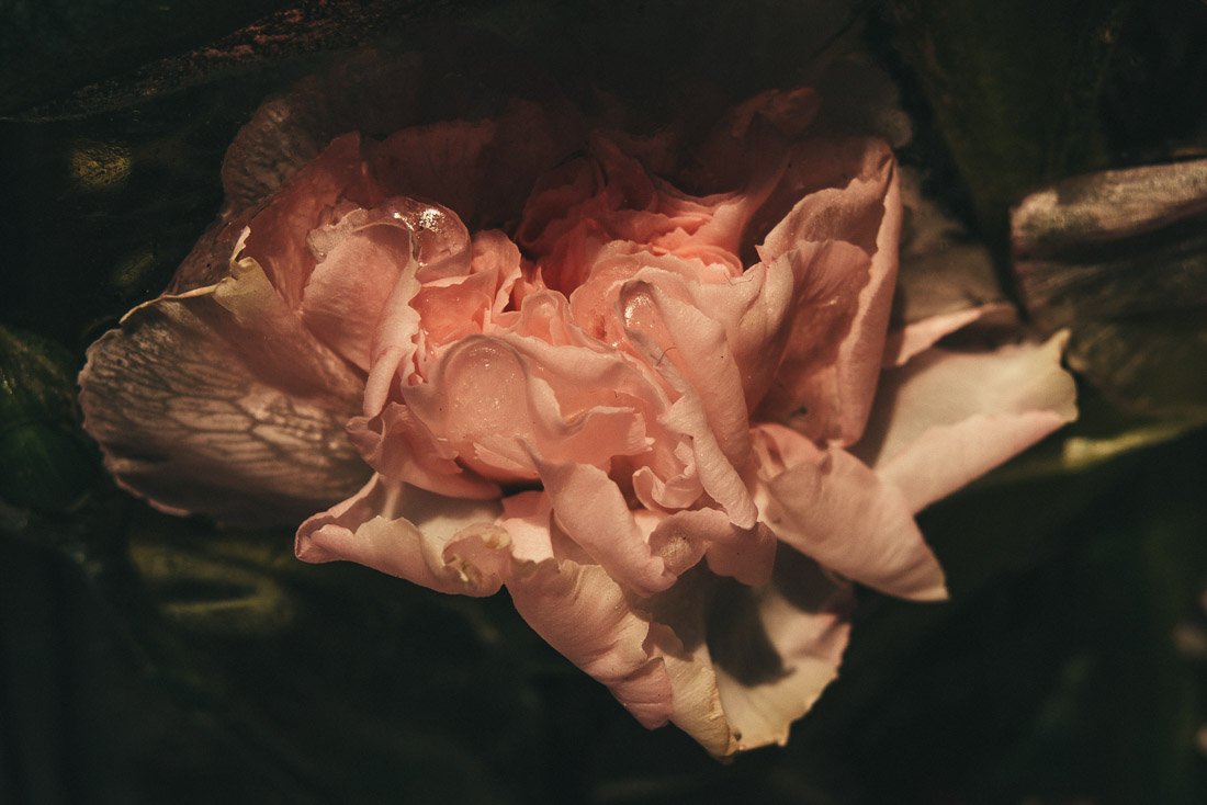 Flowers and frost | Anna Rusiłko